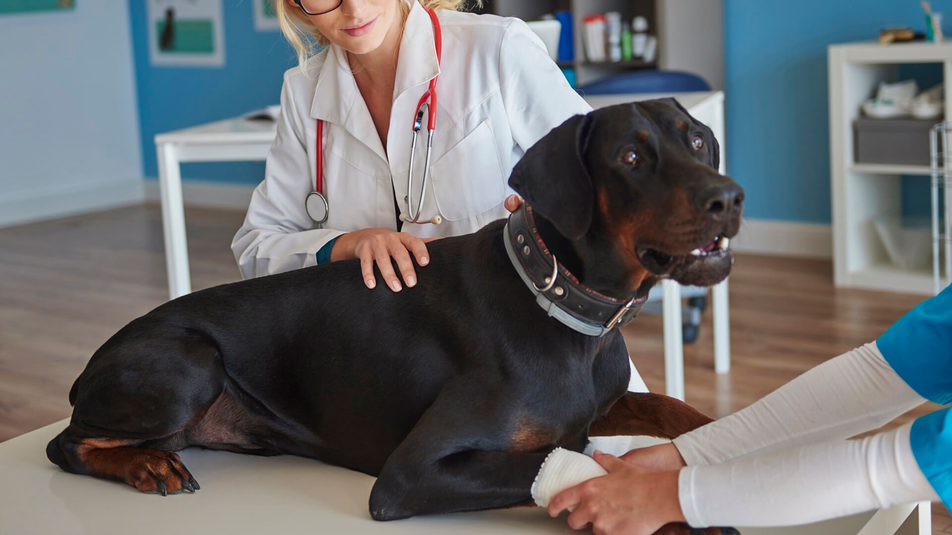 Pet Chiropractic Adjustments In Germantown MD | Holistic Vet